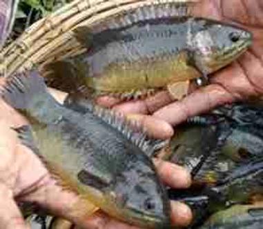 Koi Fish Block (500g) | Desi Bazar Desi Kitchen